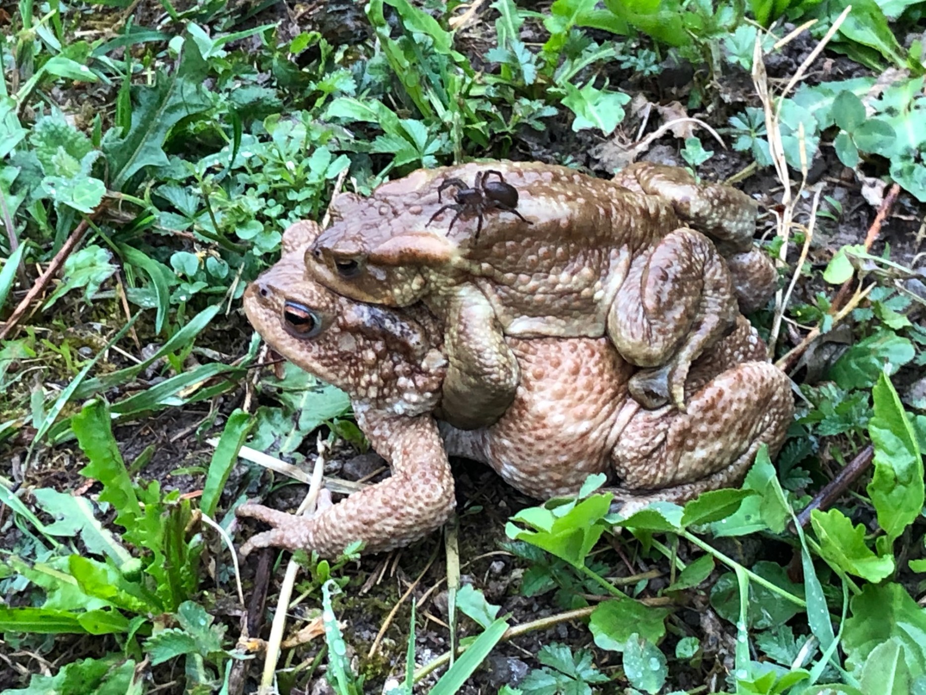 Base Camp Frog Blog | Base Camp Europe